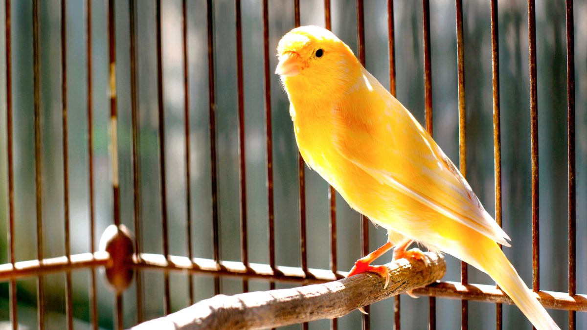 20 best pet birds for beginners | PetsRadar