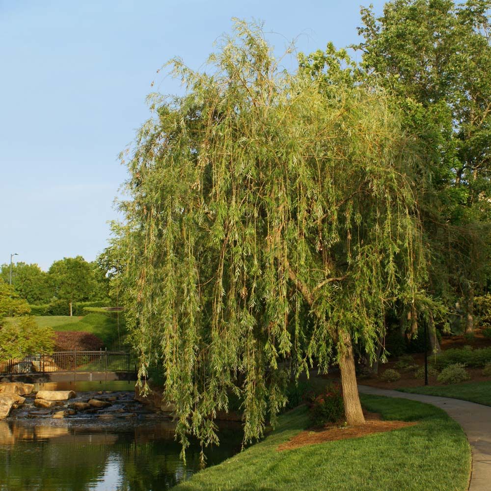 What is willow water? The easy trick to healthier plants | Livingetc