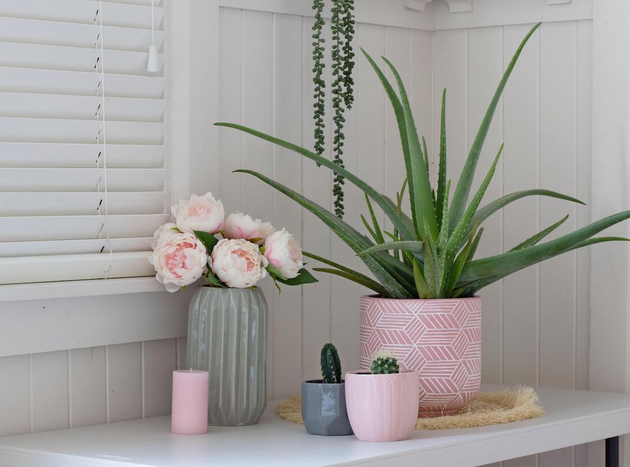 House plants that will reduce stress: according to experts | Homes and ...