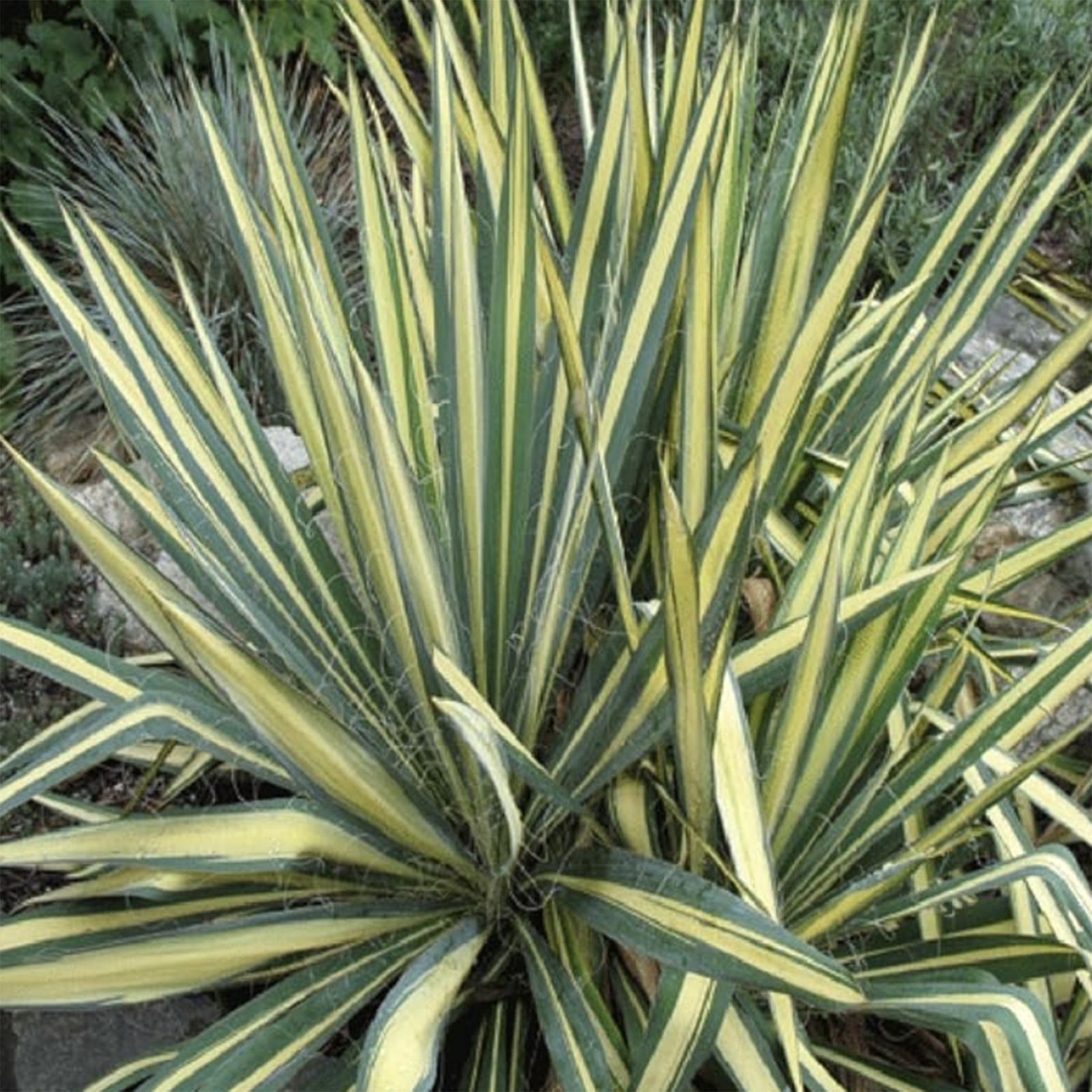 Yucca plant care according to an indoor plant expert | Homes and Gardens