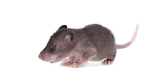 Can animals really smell fear in humans? | Live Science