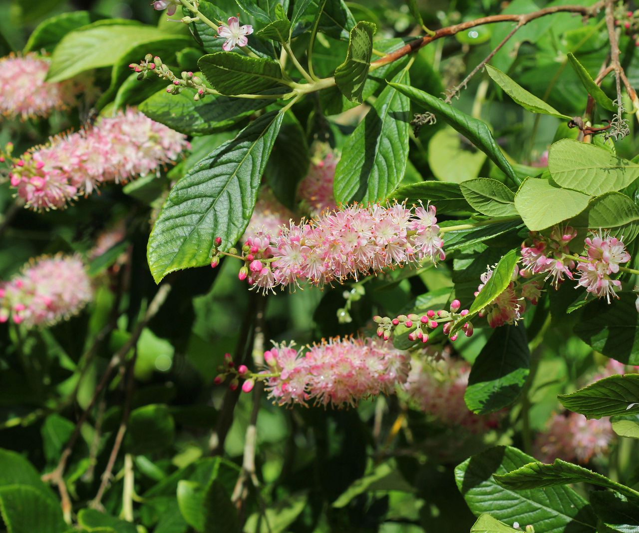 7 Fragrant Hedge Plants For Heavenly Floral Boundaries | Gardening Know How