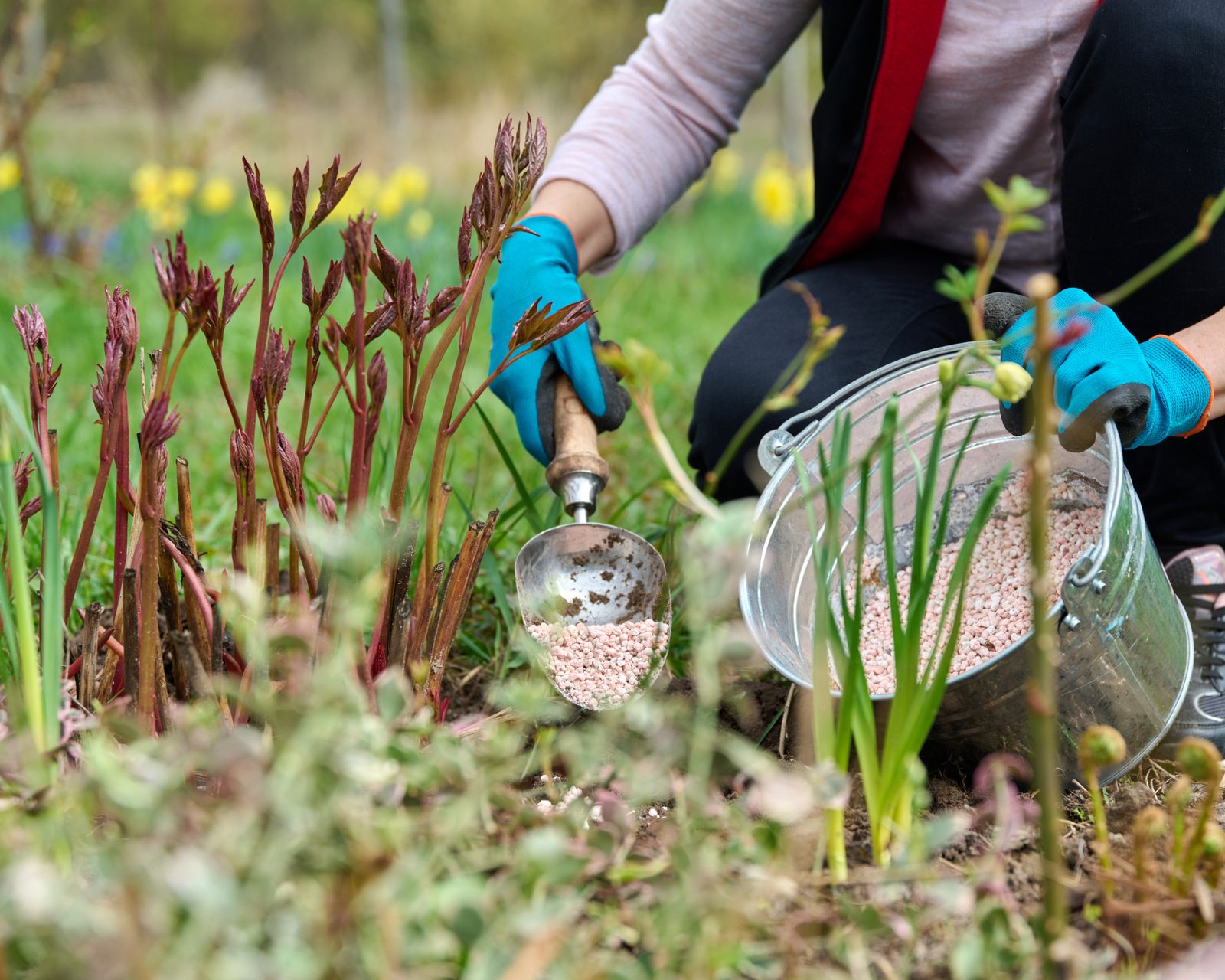 Peony Care In Spring: 6 Tips To Give Plants A Head Start | Gardening ...