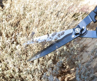 Keep Lavender Blooming! How To Deadhead Lavender – And Why | Gardening ...