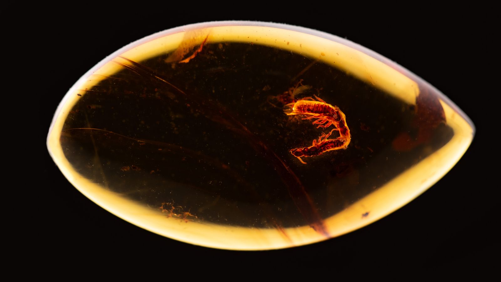 Courtship Cut Short For Termites Trapped In 38 Million Year Old Amber