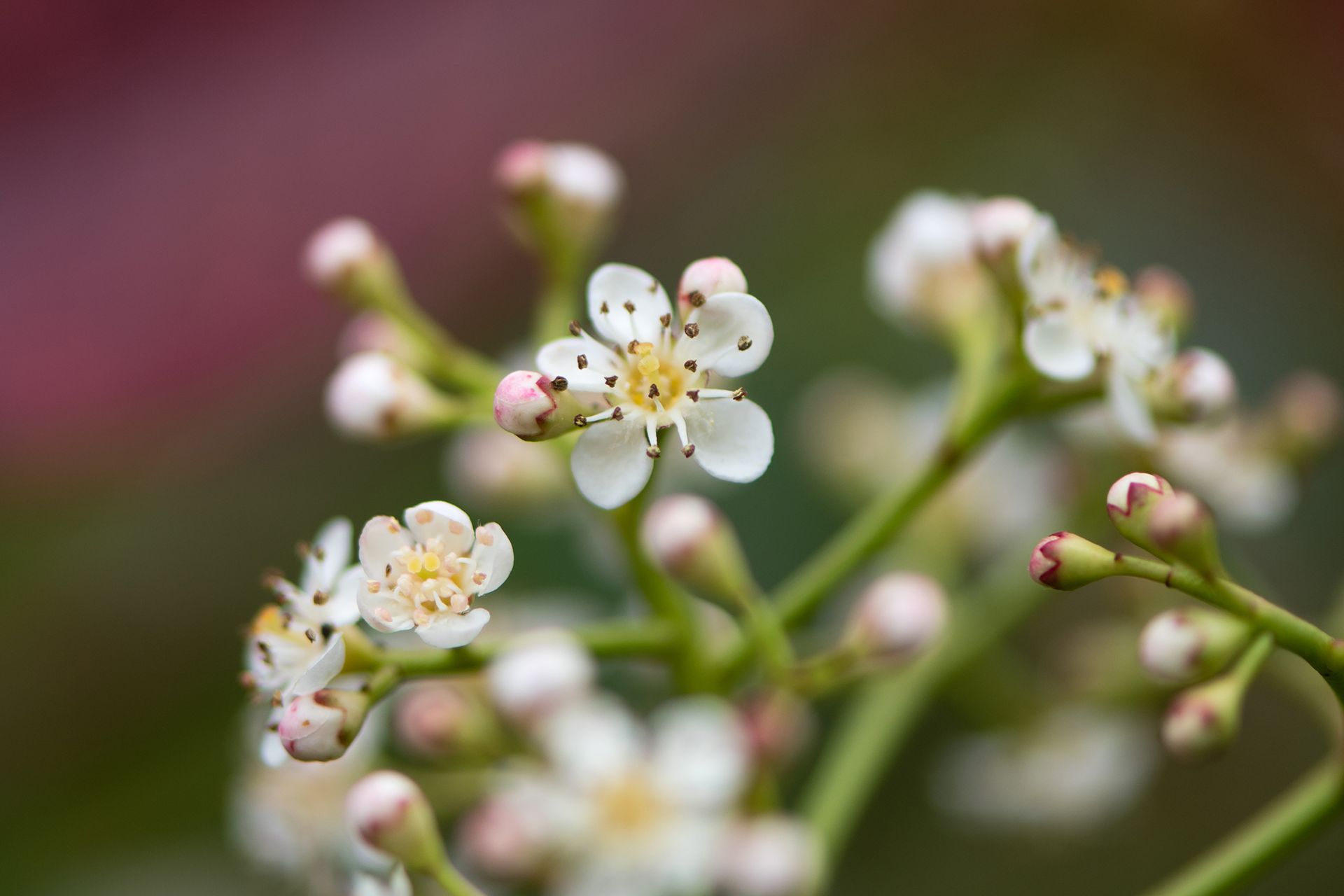 Best trees for small gardens: 10 best trees for tiny yards | Homes and ...