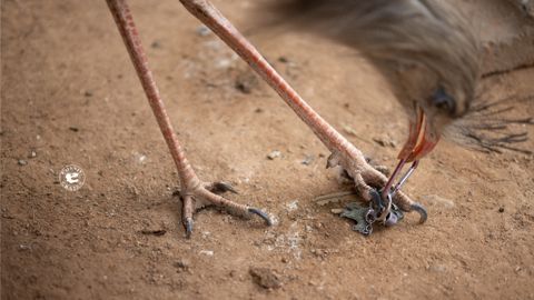 Velociraptors probably didn't use their 'wicked' claws for slashing ...