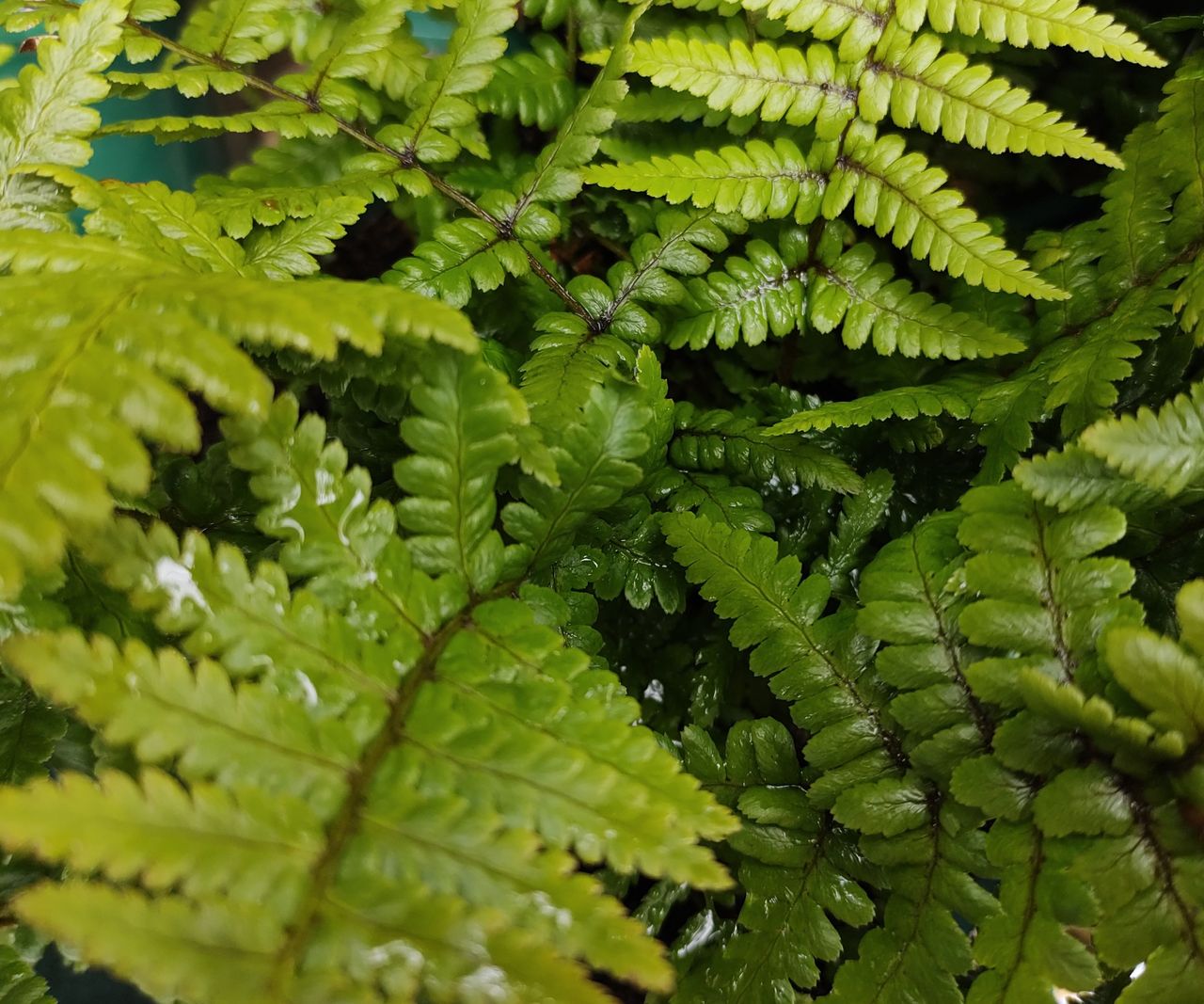 How to create a winter window box and create floral displays | Homes ...