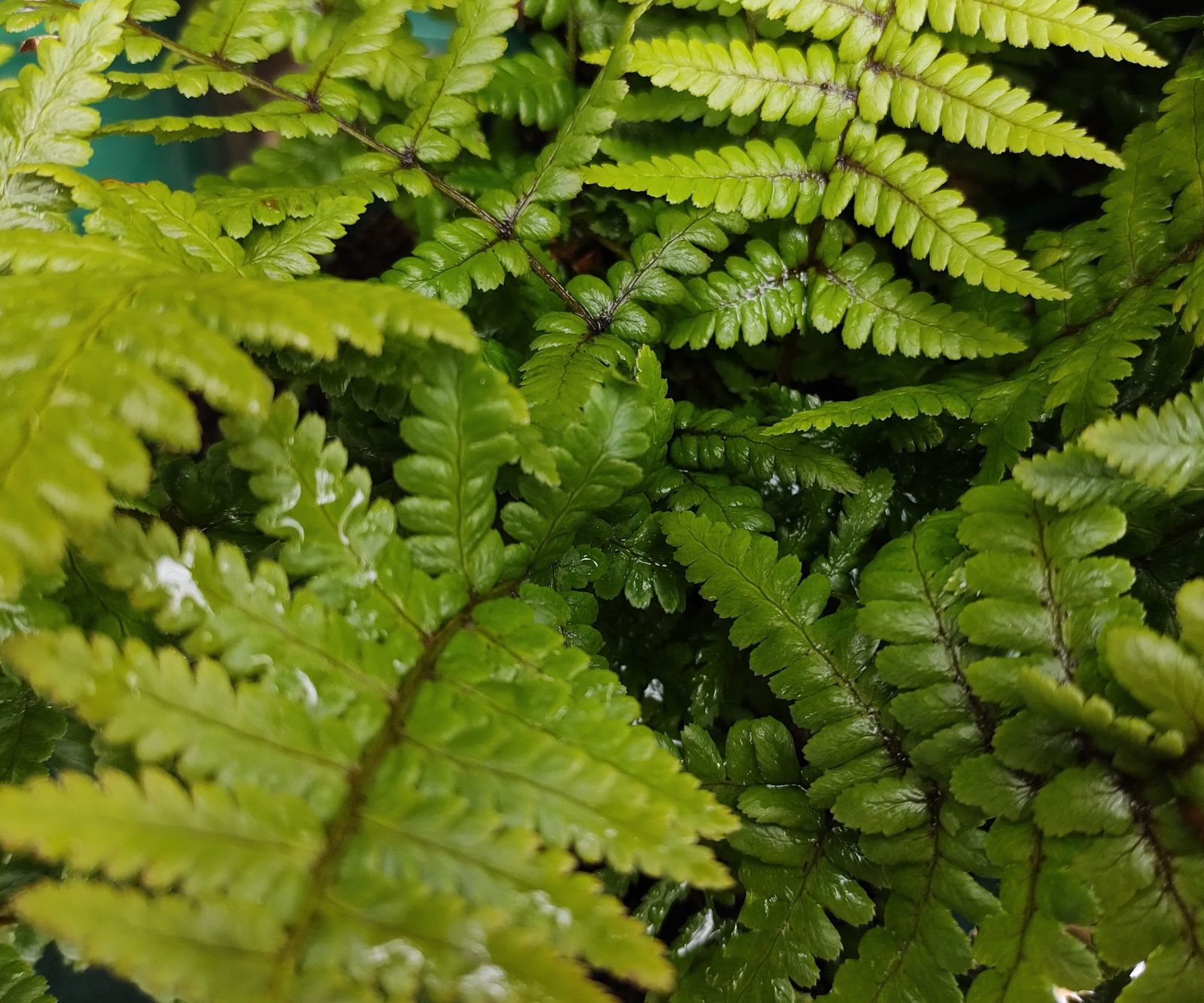 How to create a winter window box and create floral displays | Homes ...