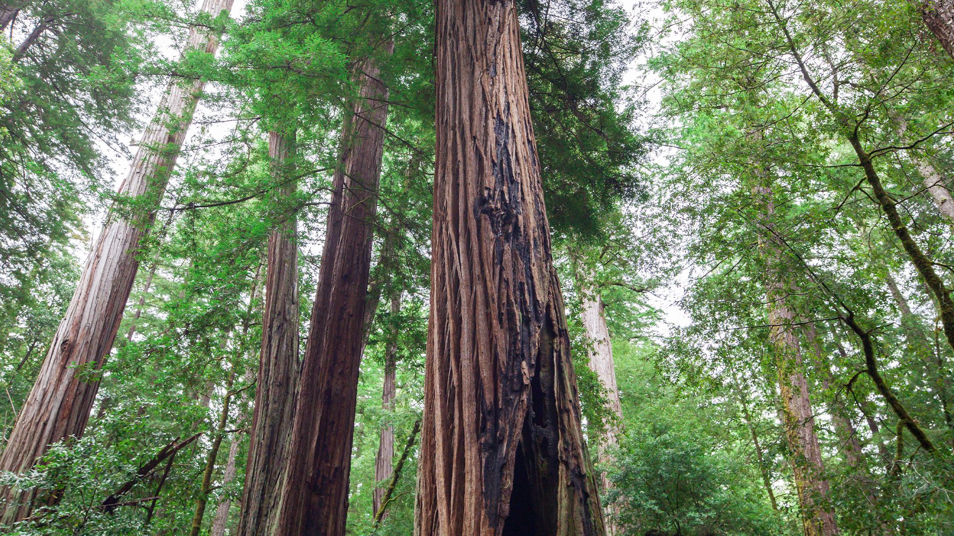 California redwoods 'killed' by wildfire come back to life with 2,000 ...