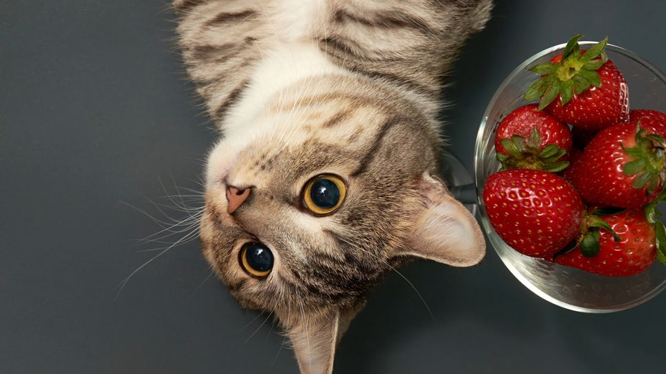 Can cats eat strawberries? Our vet reveals the answer | PetsRadar
