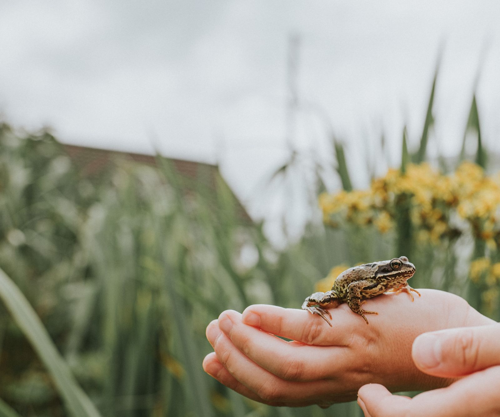 how to attract frogs to your yard: 3 expert tips | Homes and Gardens