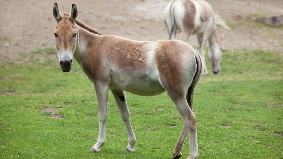 Facts about donkeys | Live Science