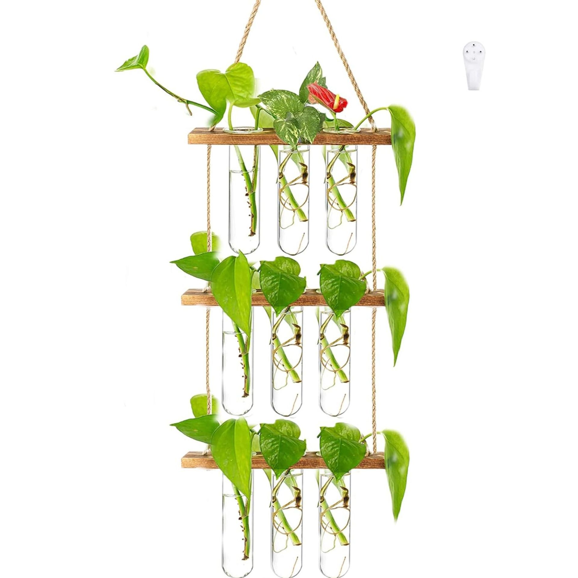 How to propagate tradescantia - it couldn't be easier | Ideal Home