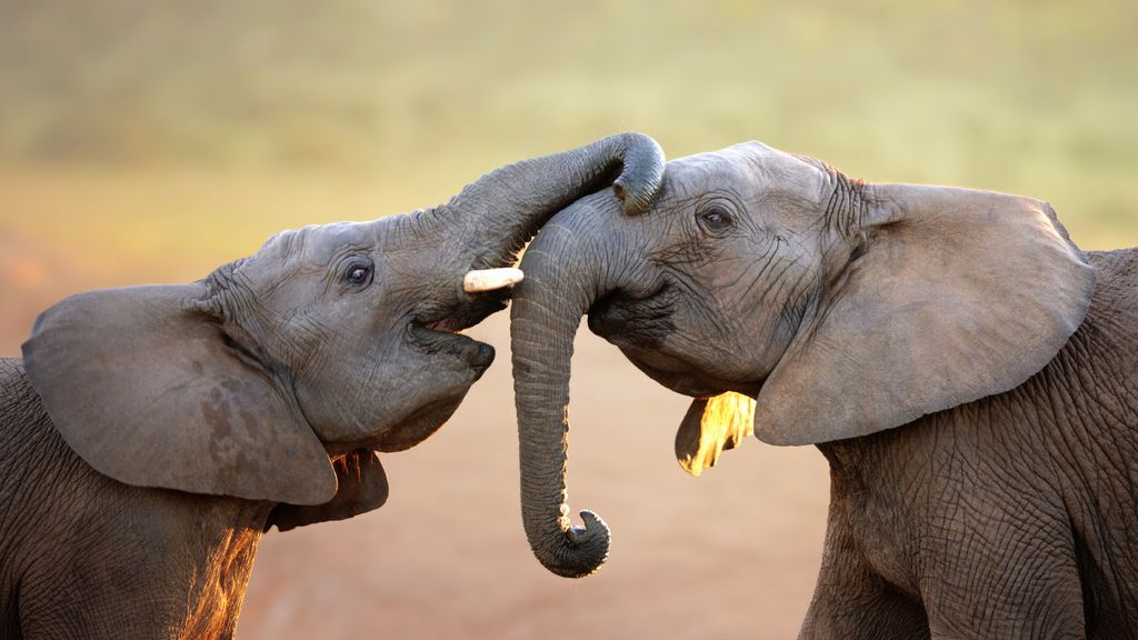 Scientists may have finally figured out how elephants got their ...