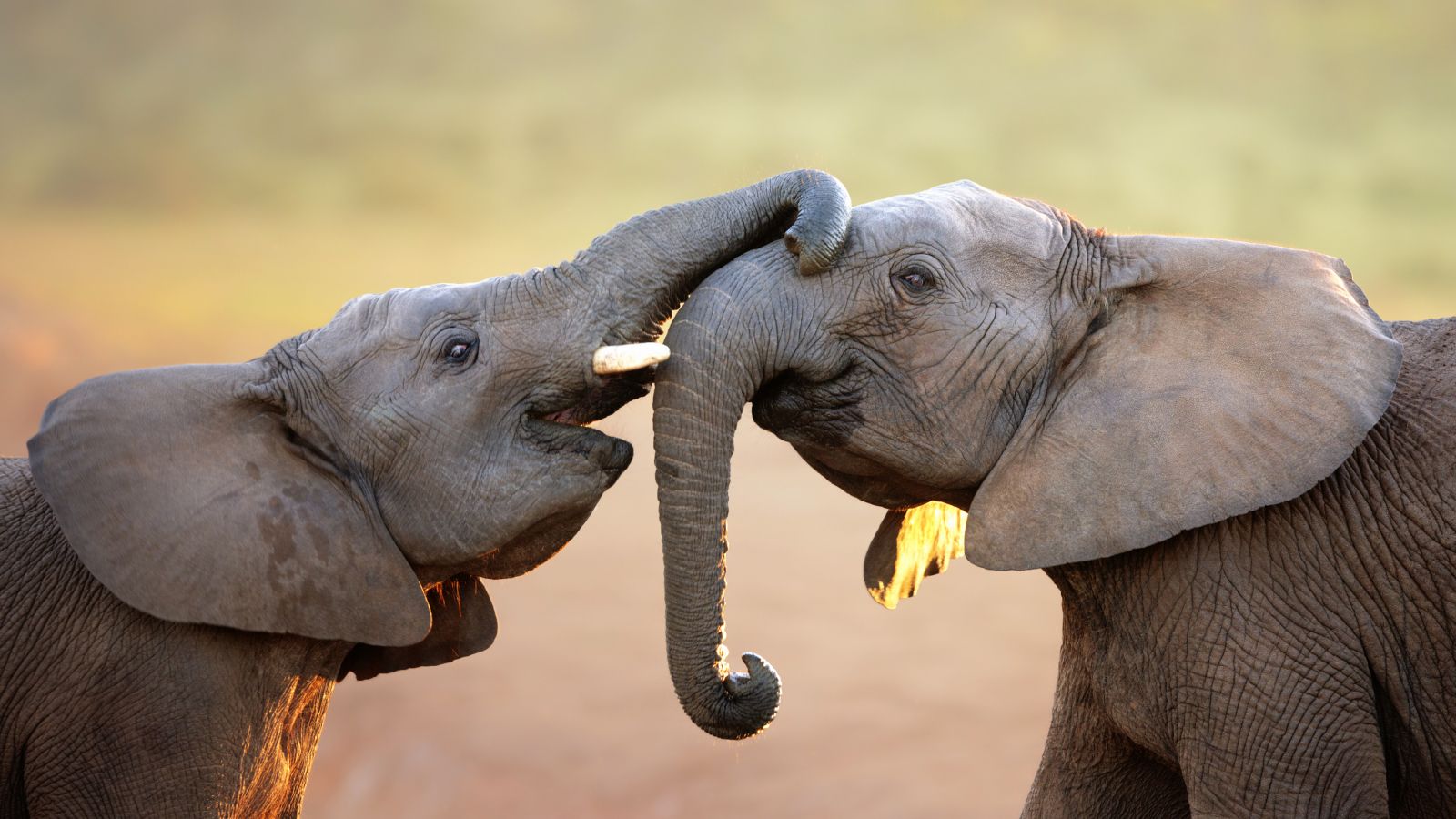 Scientists may have finally figured out how elephants got their ...