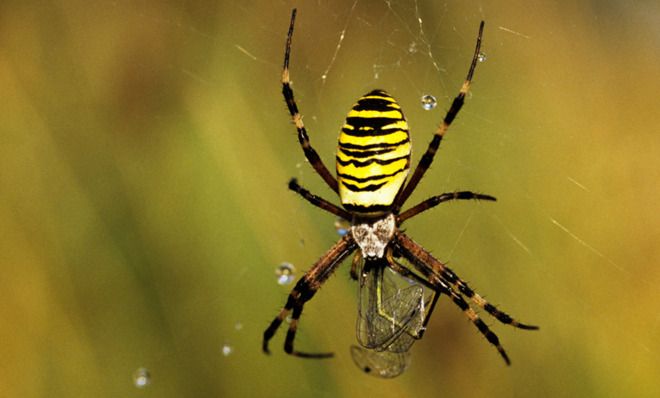 How spiders can tell if their mate is sleeping around | The Week