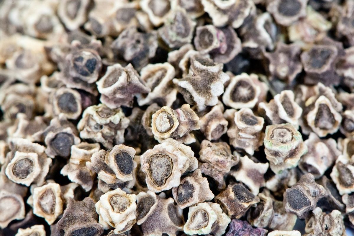 Growing Swiss Chard From Seed - How And When To Sow Swiss Chard Seeds ...