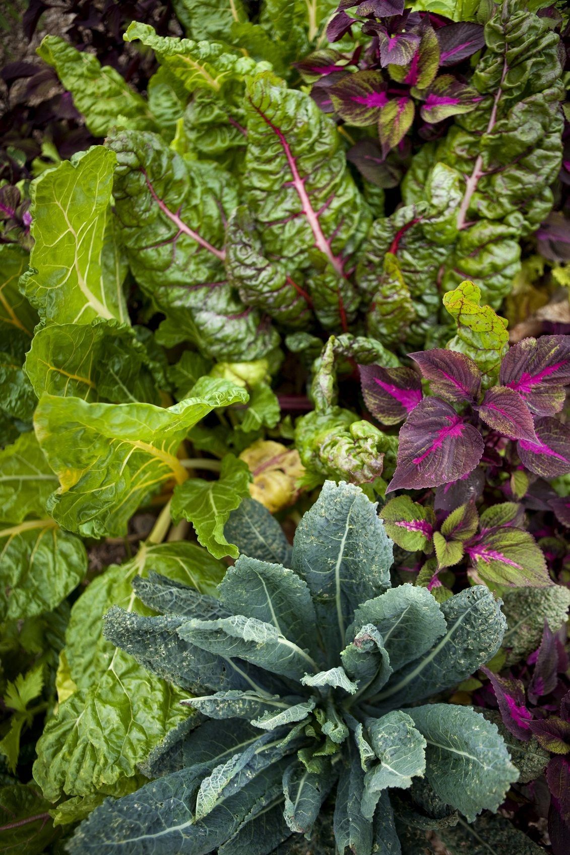 Chard Companion Plants - Tips On Companion Planting With Chard ...