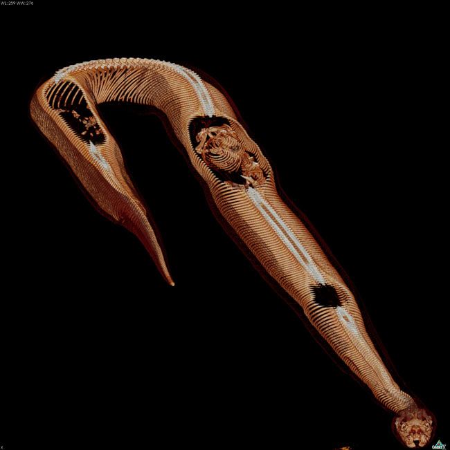 Inside Look: Gallery of Animal Guts in Action | Live Science