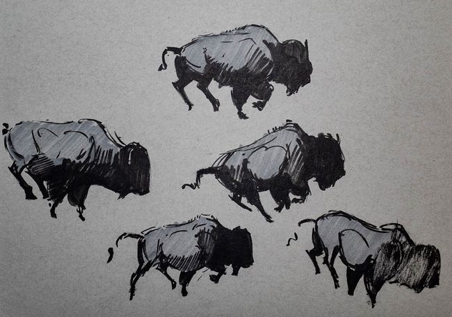 How to draw animals: 15 top tips | Creative Bloq