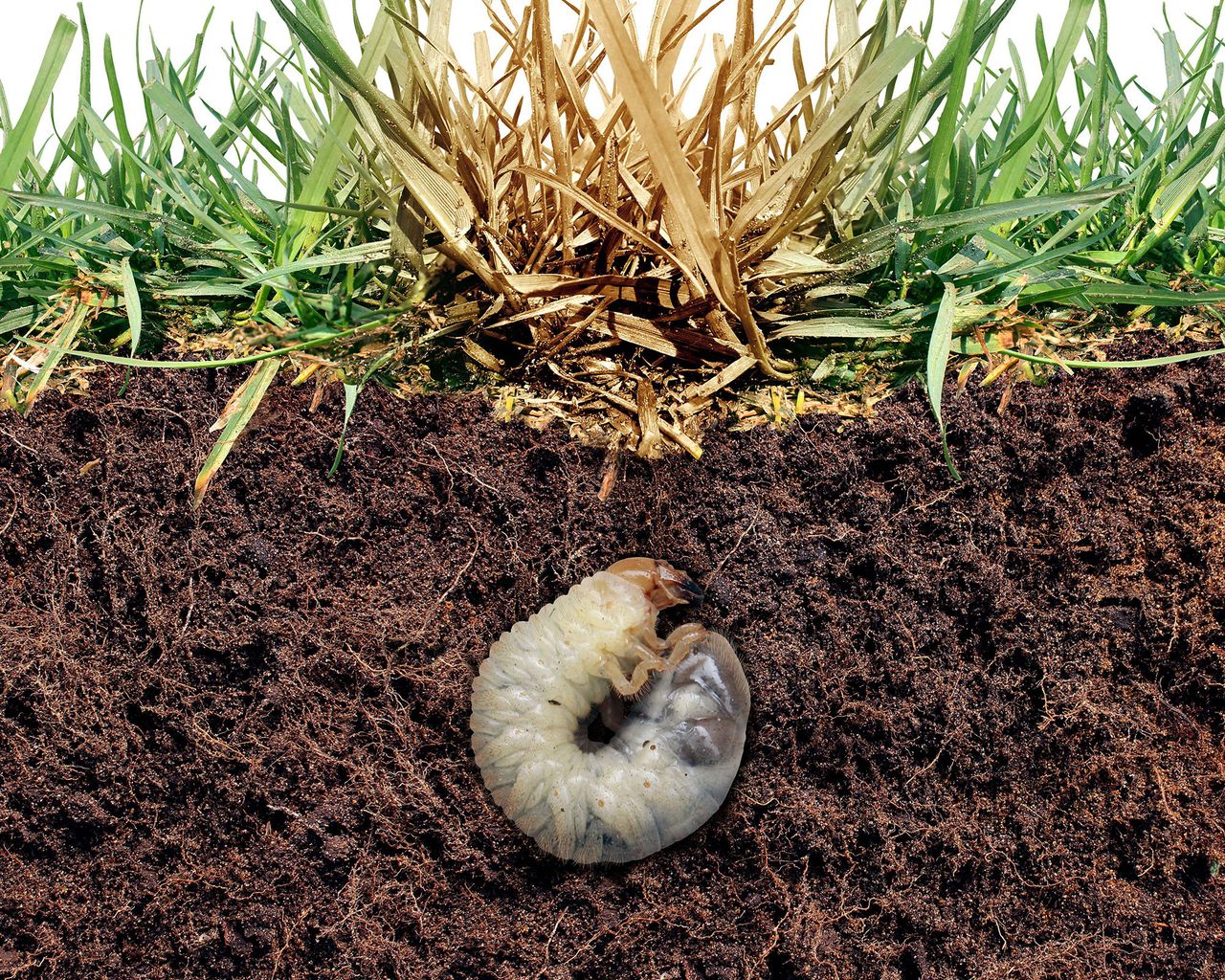 How to get rid of lawn grubs | Homes and Gardens