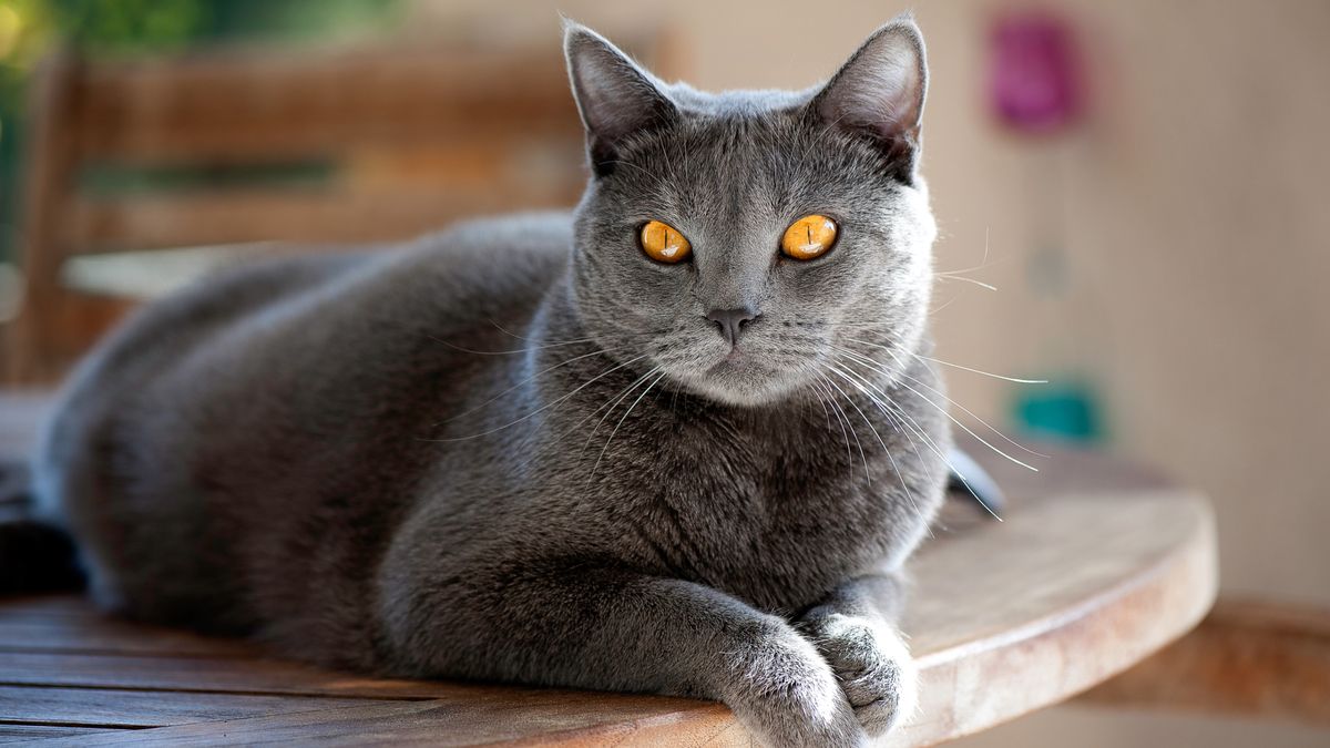32 quietest cat breeds | PetsRadar