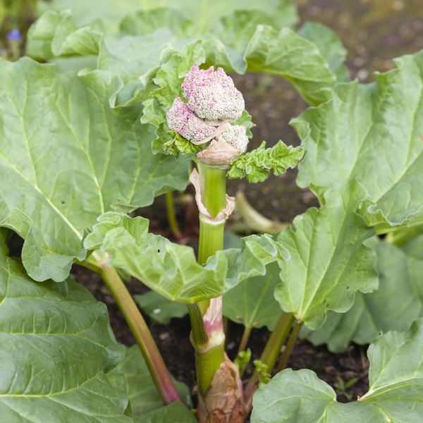 Tips & Information about Rhubarb - Page 2 | Gardening Know How