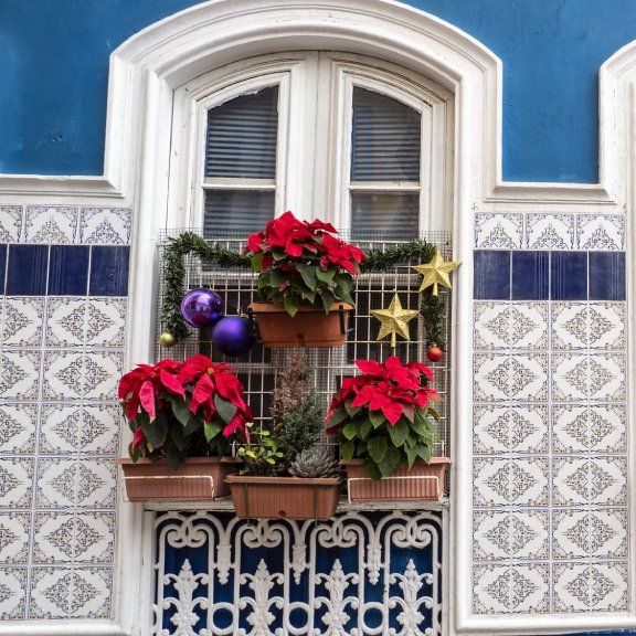 Festive Holiday Plant Traditions From All Over The World | Gardening ...