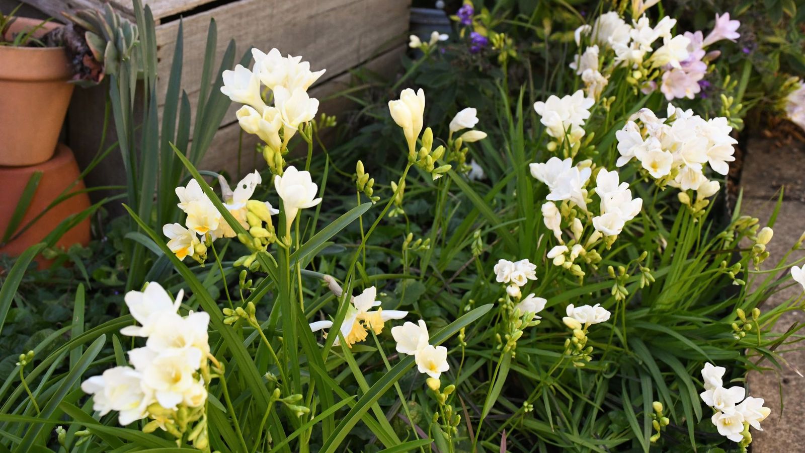 How to plant freesia bulbs: an easy guide for success | Woman & Home