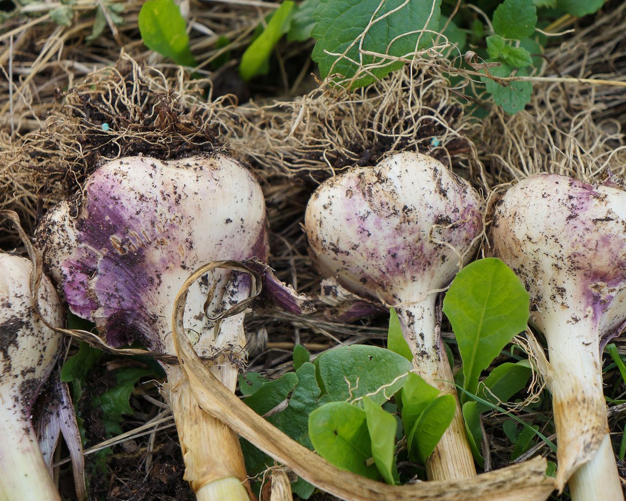 Crop rotation: a guide to healthier, more abundant veg | Gardeningetc