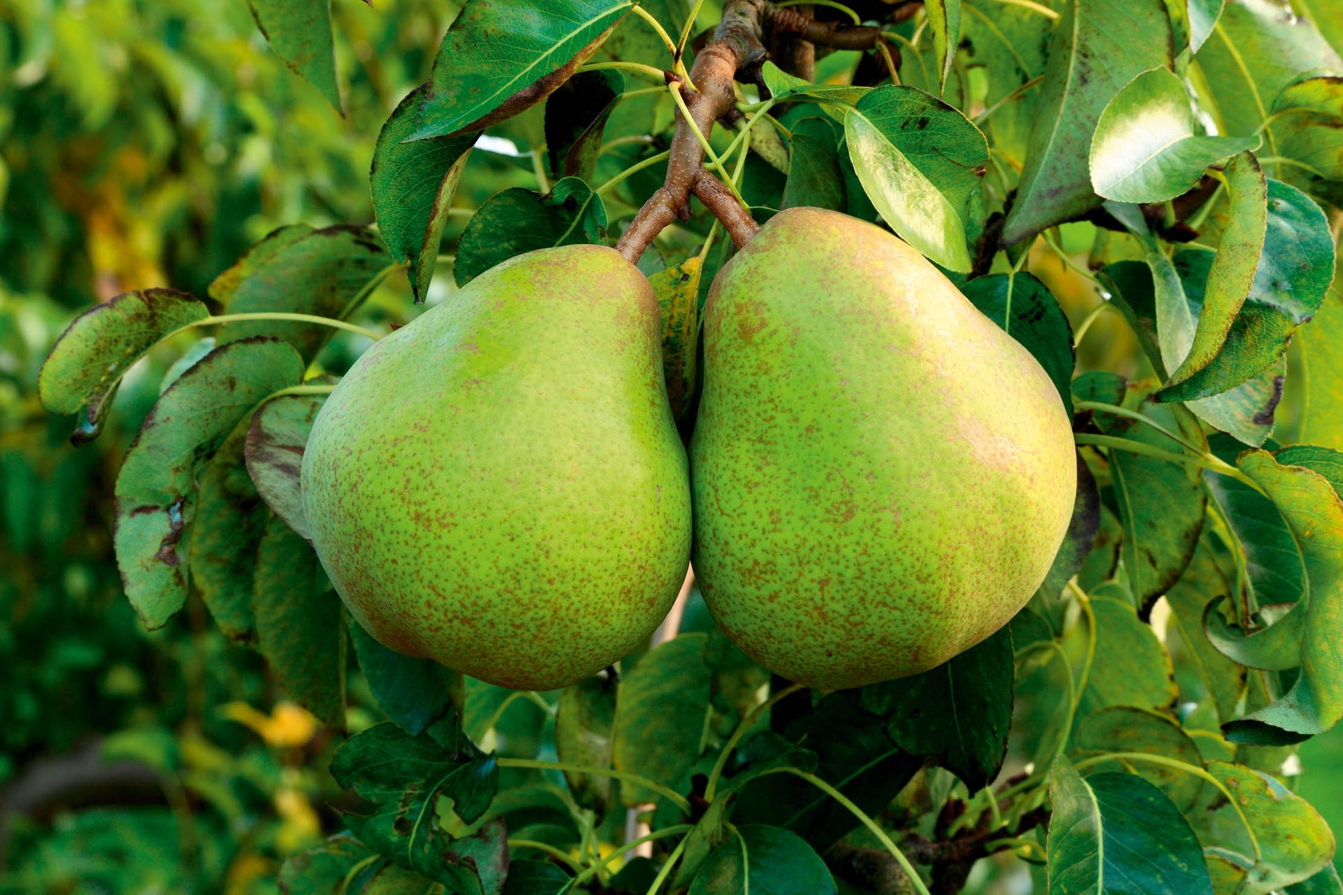 The ultimate guide to planting your own orchard: 'Getting it right is ...