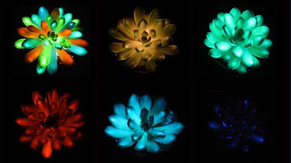 Chinese scientists create multicolored glow-in-the-dark succulents that ...