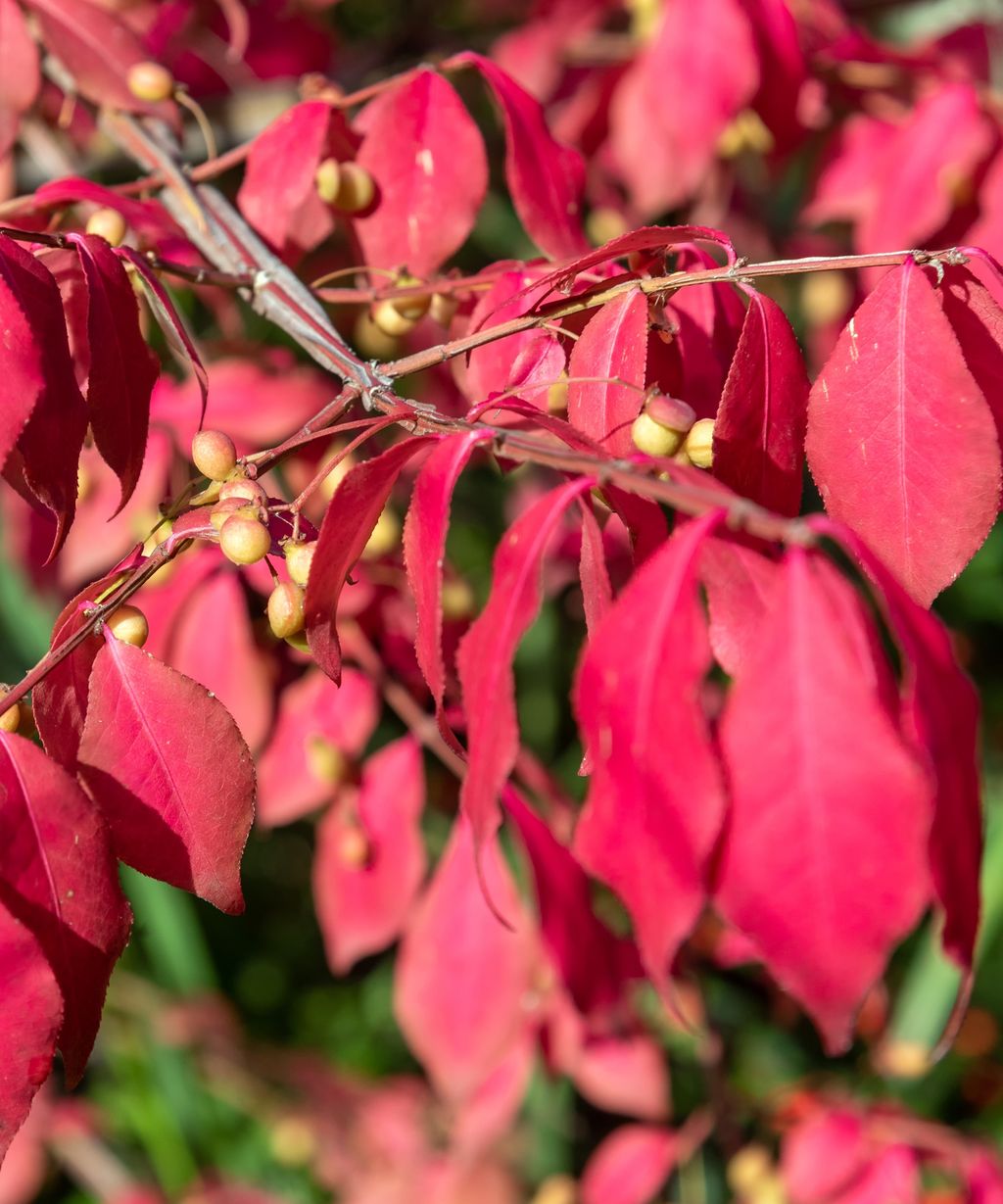 How to control burning bush: expert invasive shrub advice | Homes and ...