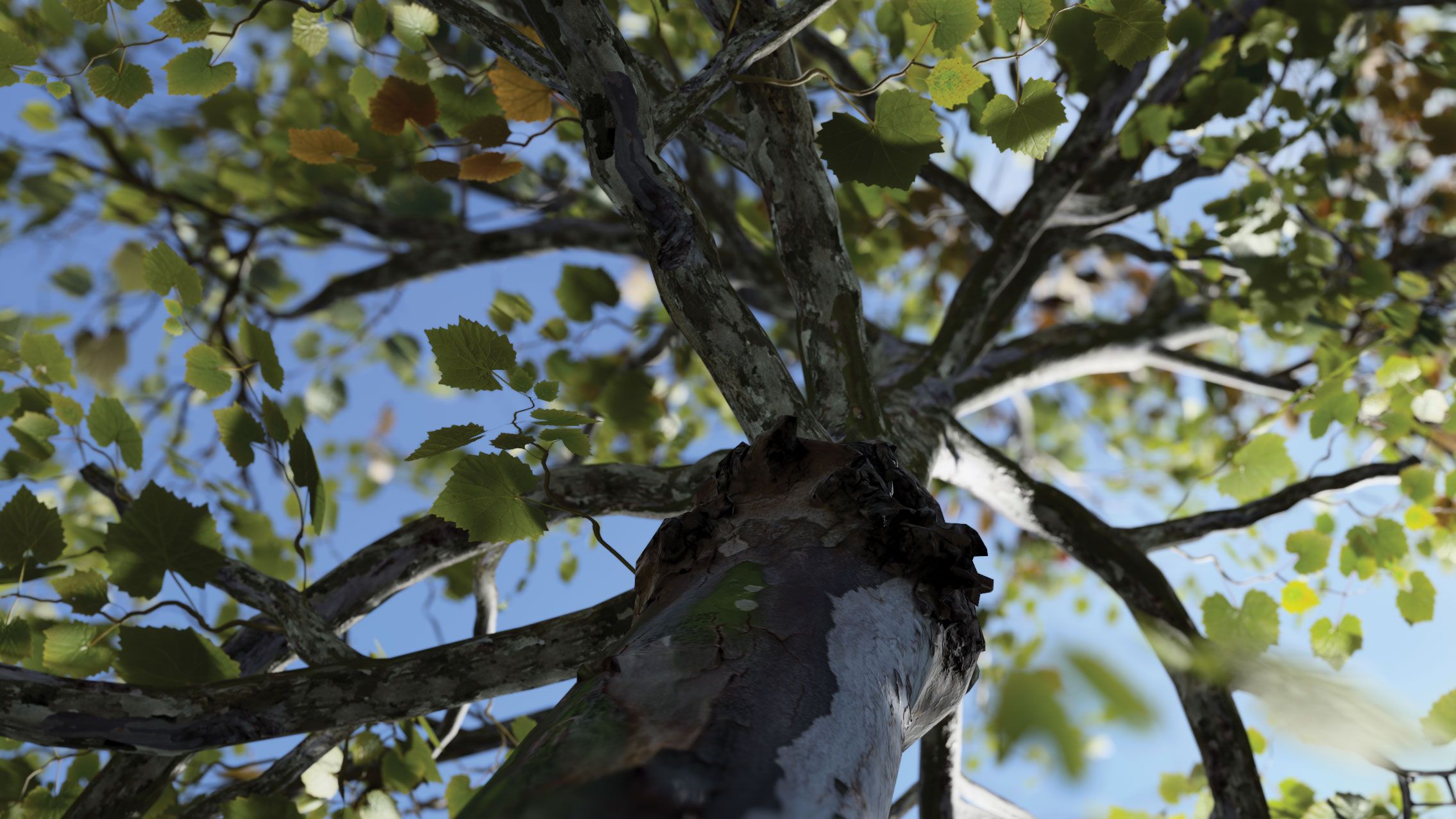 Create a realistic CG tree in 6 simple steps | Creative Bloq