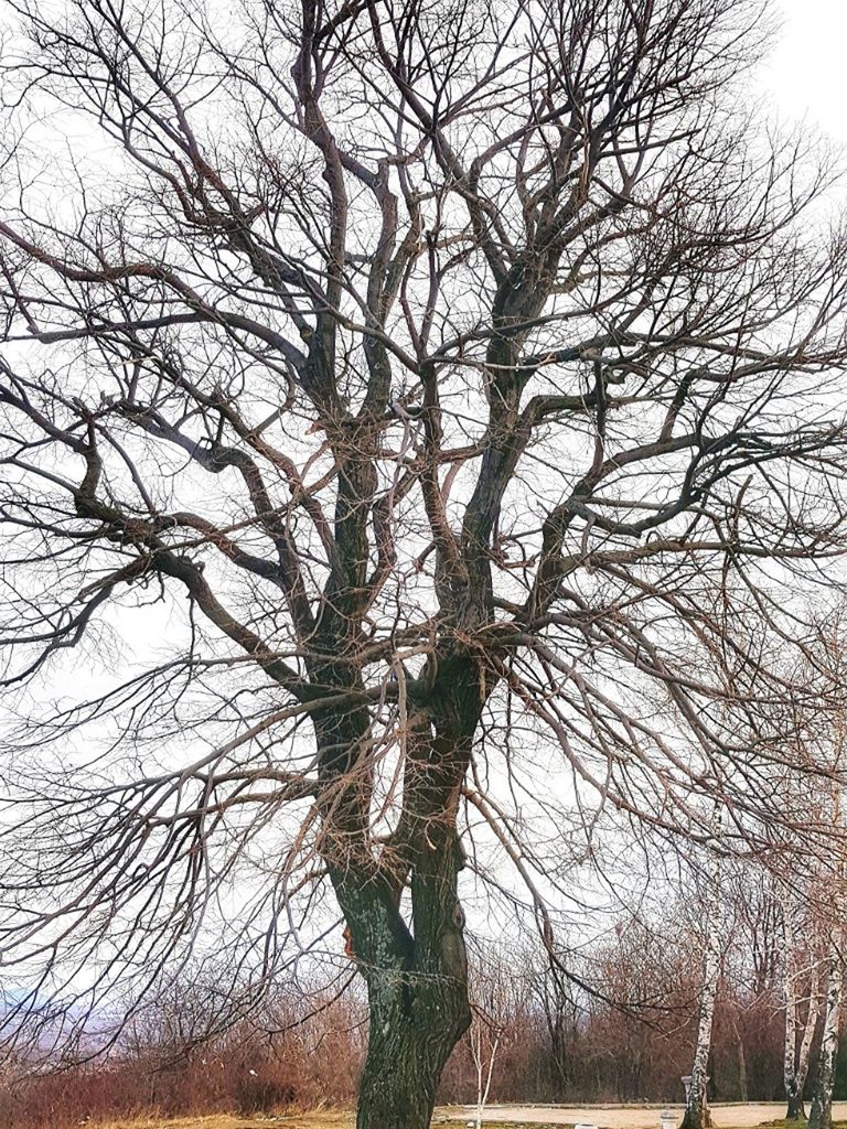 Trees Not Leafing Out - How To Get A Tree To Grow Leaves | Gardening ...