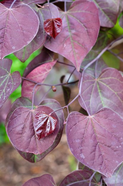 Purple plants: 5 best to choose for the perfect purple border | Homes ...
