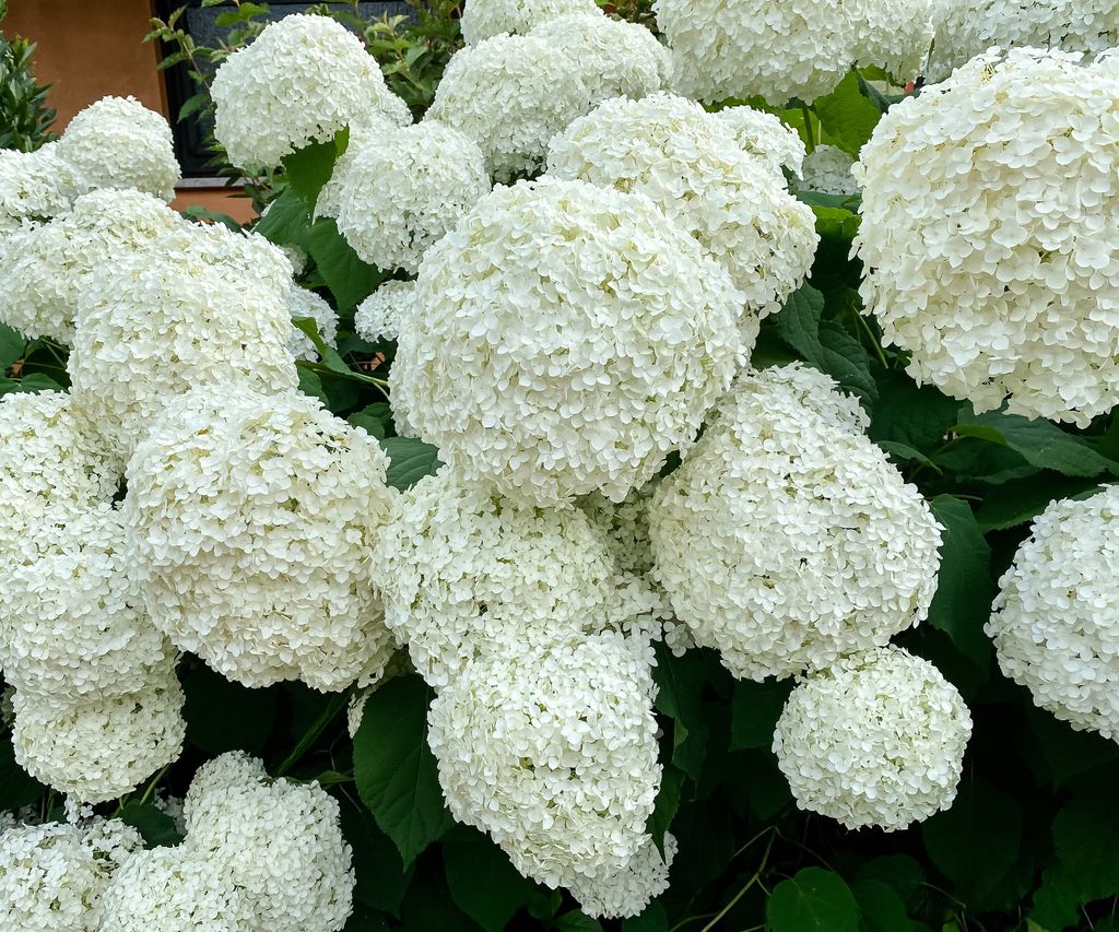 Best hydrangea varieties: 15 great flowering shrubs to try | Homes and Gardens