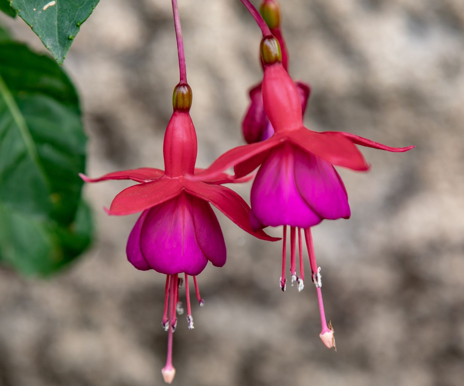 How to deadhead fuchsias for a showstopping summer display | Homes and ...