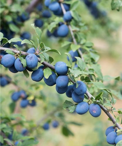 Types of plum trees: 12 varieties for a fruitful harvest | Homes and ...