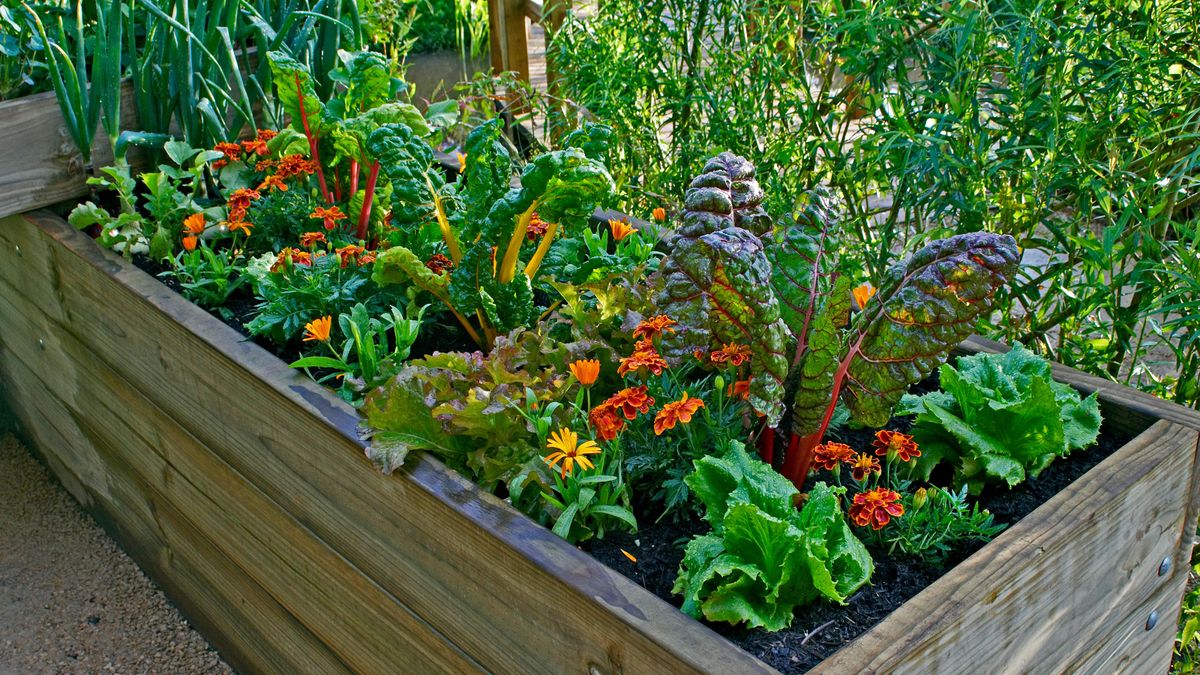Crop rotation: a guide to healthier, more abundant veg | Gardeningetc
