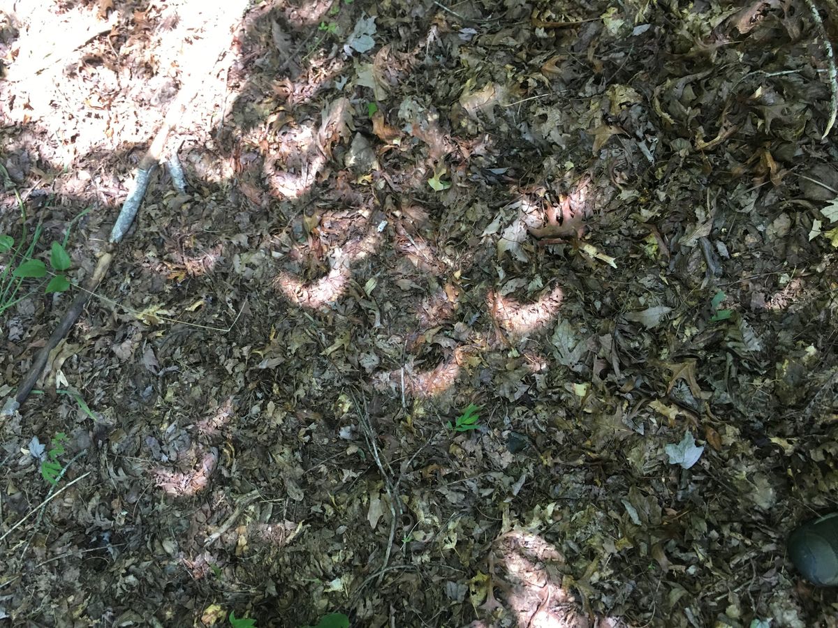 Things I Used to Observe an Eclipse, Rated | Space