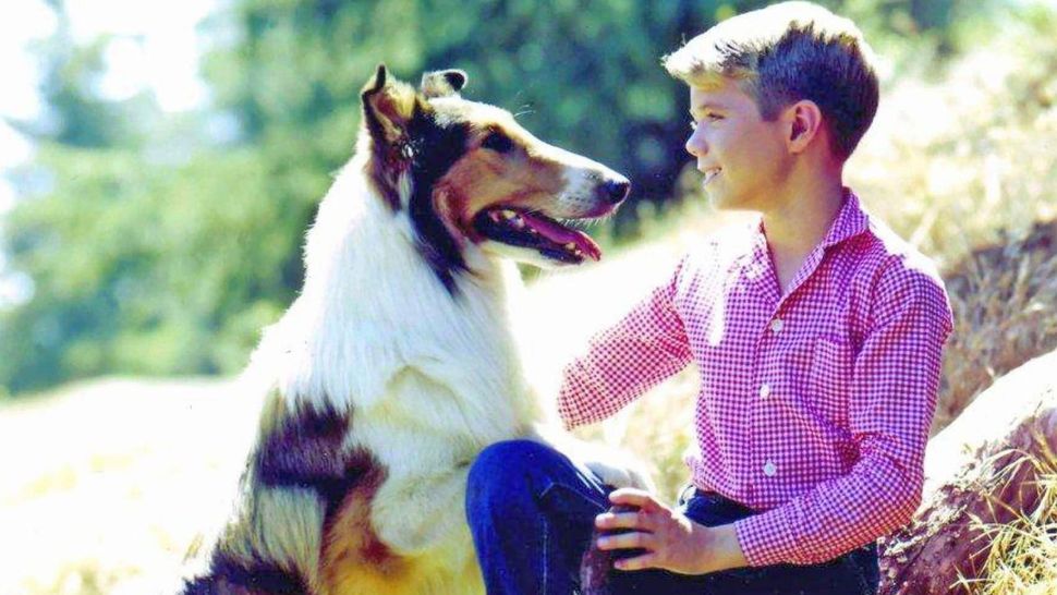 15 famous dogs (historic and current) you should know about | PetsRadar