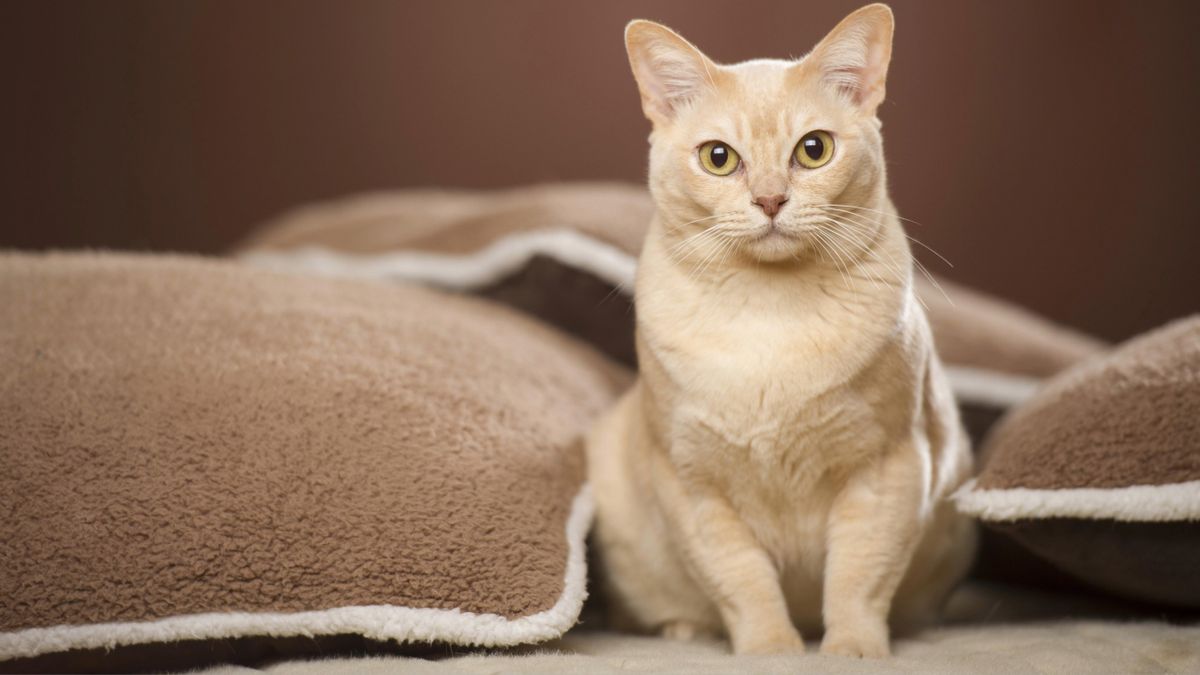 32 types of show-breed cats | PetsRadar