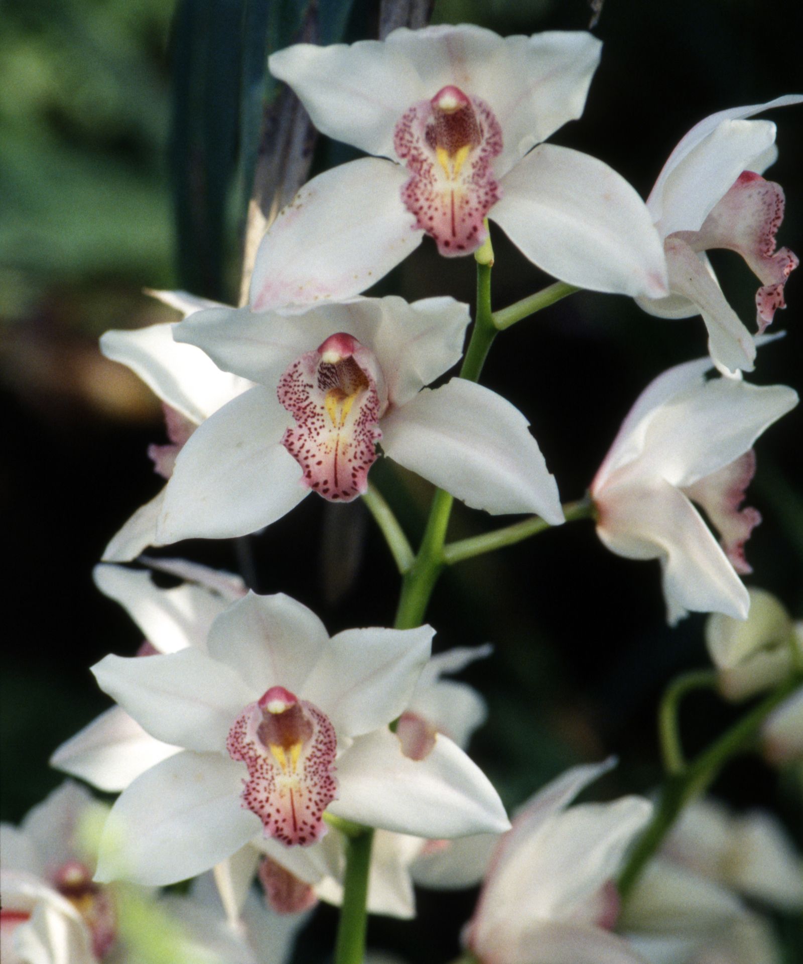 Orchid Care: How To Grow Happy, Healthy Plants Indoors | Gardening Know How