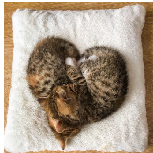 These 8 animal photos will make you smile! Flying goats, heart-shaped ...