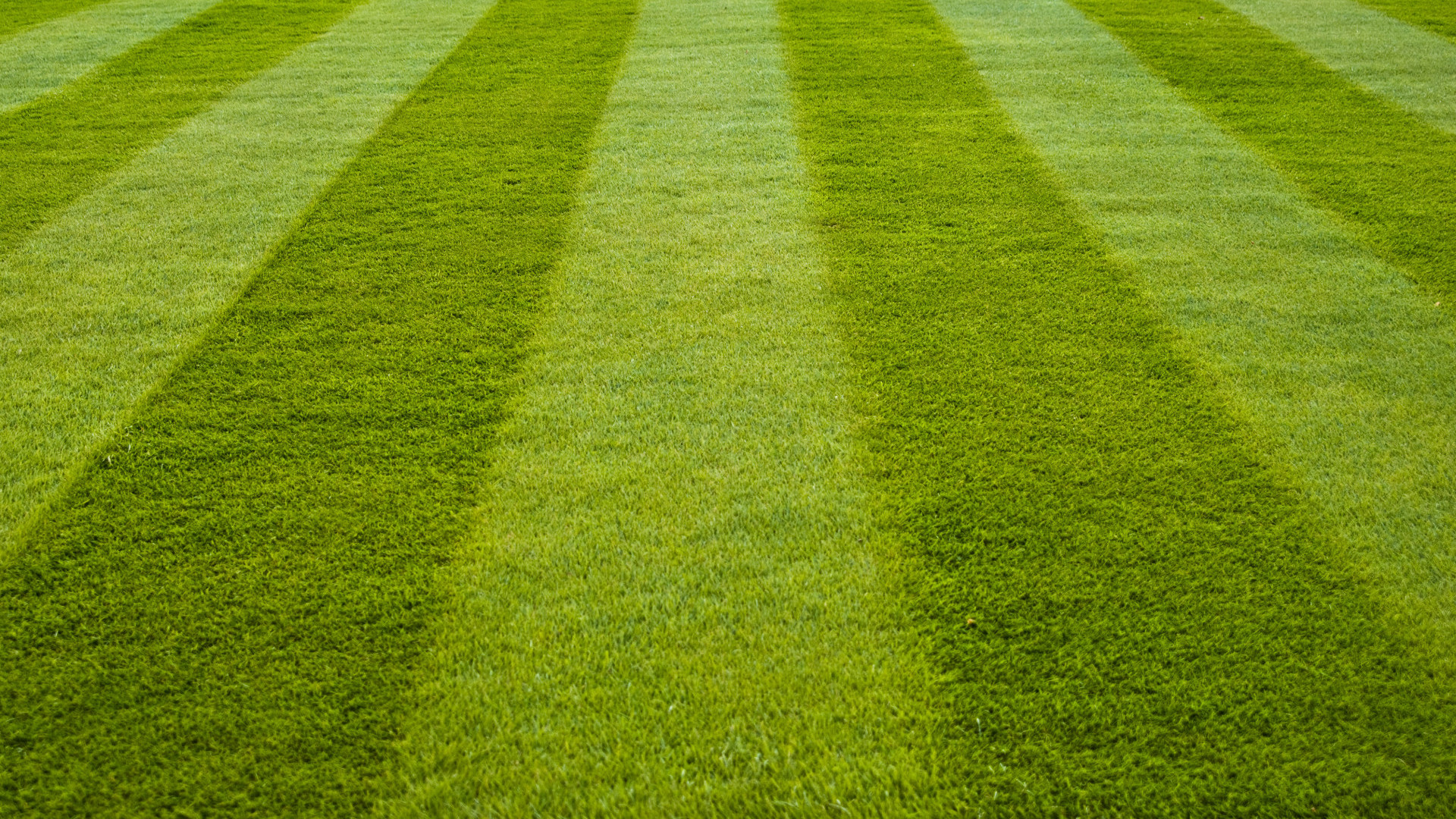 8 fall lawn care tips for the changing seasons | Top Ten Reviews