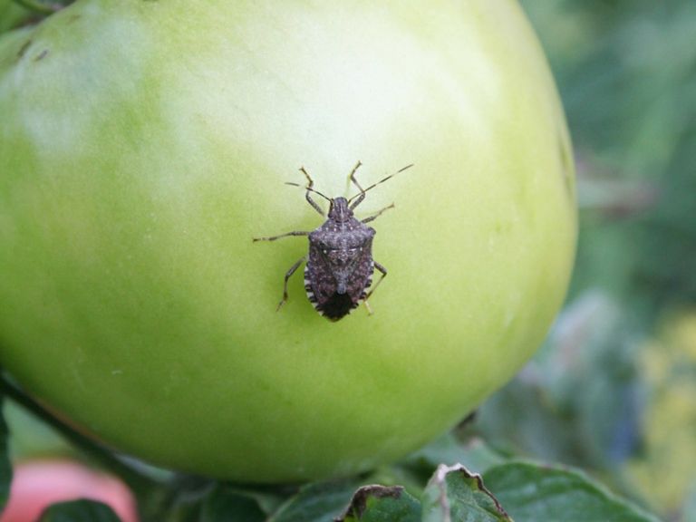 Do Stink Bugs Damage Tomatoes - How To Get Rid Of Leaf-Footed Bugs On ...
