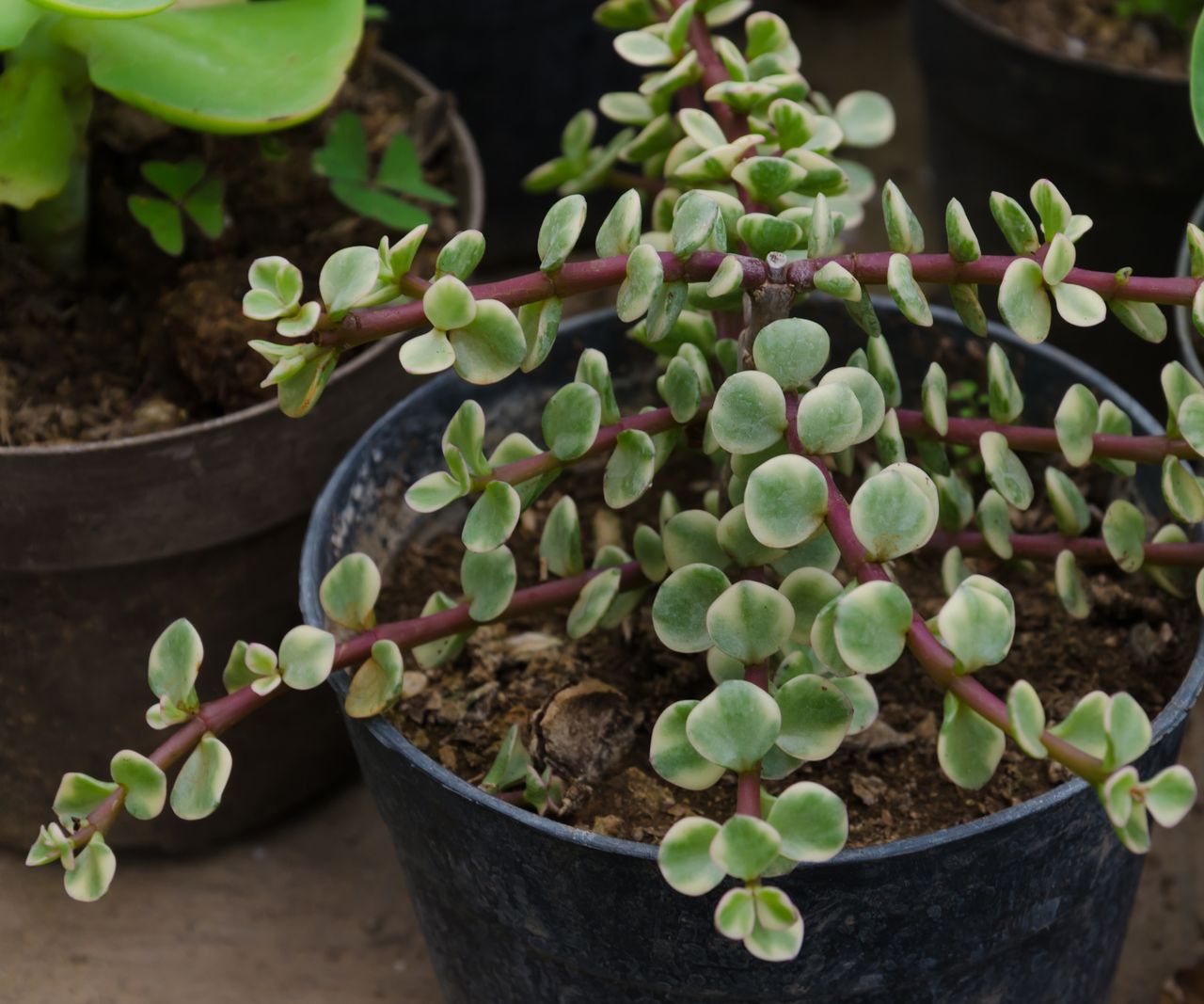 8 of the best tiny houseplants for small spaces and gift giving | Homes ...