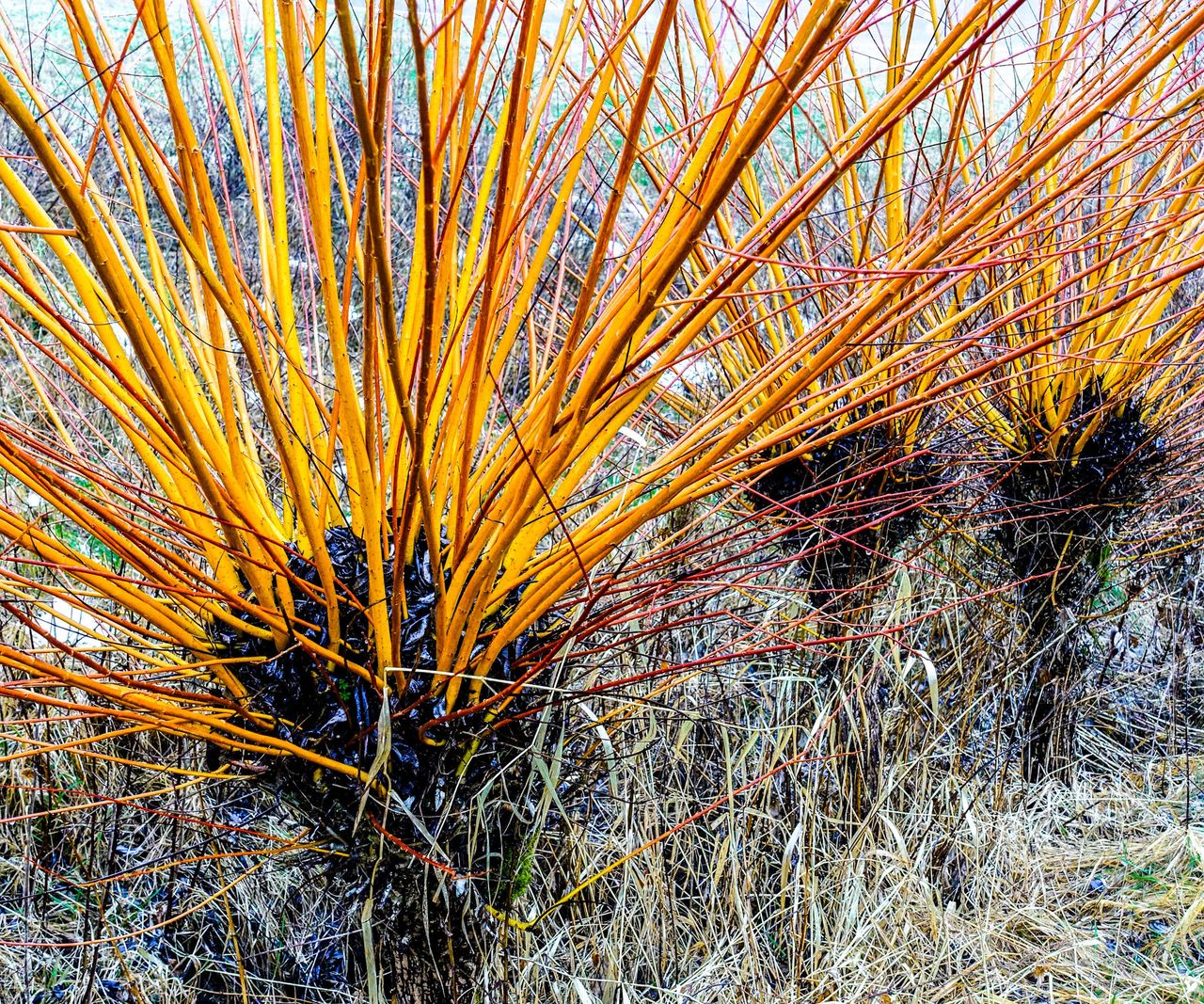 Expert tips for pollarding trees and shrubs in your backyard | Homes ...